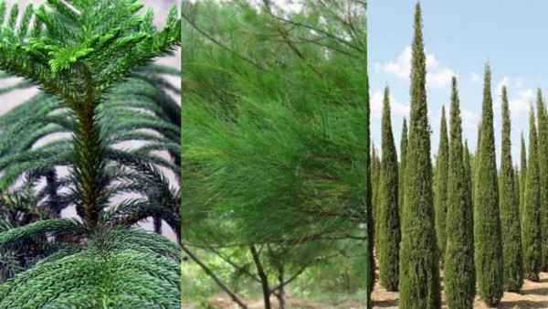 Detail Contoh Gambar Pohon Cemara Koleksi Nomer 8 Detail Contoh Gambar Pohon Cemara Koleksi Nomer 8