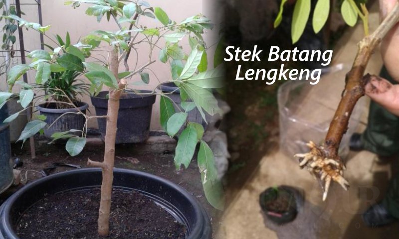 Contoh Gambar Stek Batang 57 Koleksi Gambar