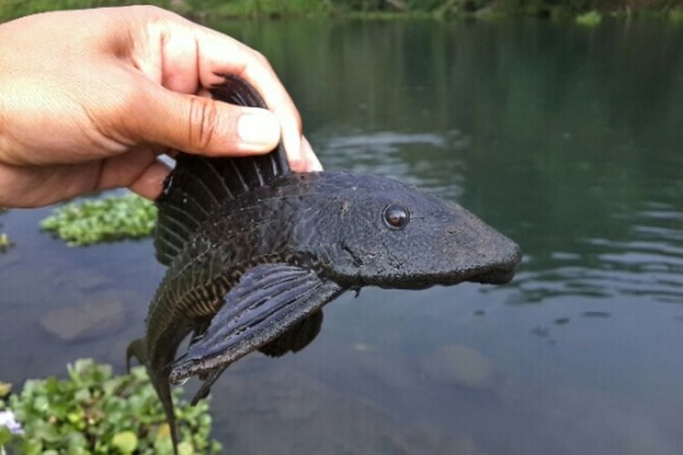 Gambar Ikan Sapu Sapu 59 Koleksi Gambar
