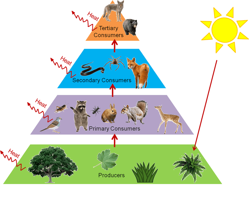 Detail Contoh Jaring Jaring Makanan Di Hutan Koleksi Nomer 36 Detail Contoh Jaring Jaring Makanan Di Hutan Koleksi Nomer 36