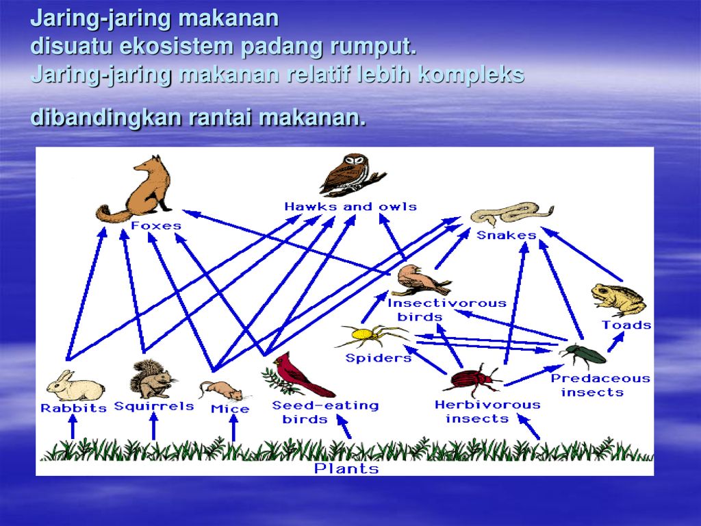 Detail Contoh Jaring Jaring Makanan Di Padang Rumput Koleksi Nomer 44 Detail Contoh Jaring Jaring Makanan Di Padang Rumput Koleksi Nomer 44