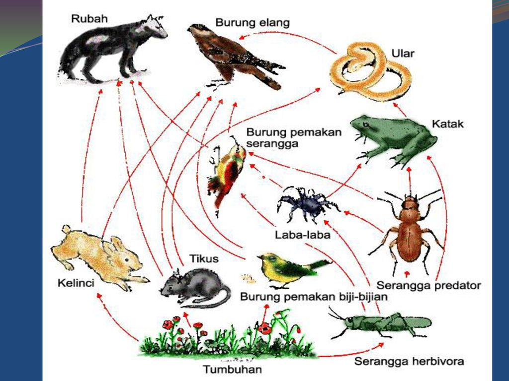 Contoh Jaring Jaring Makanan Di Padang Rumput Contoh Jaring Jaring Makanan Di Padang Rumput