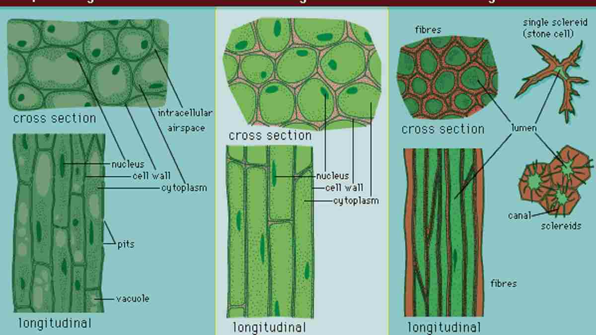 Detail Gambar Jaringan Parenkim Pada Tumbuhan Koleksi Nomer 20 Detail Gambar Jaringan Parenkim Pada Tumbuhan Koleksi Nomer 20