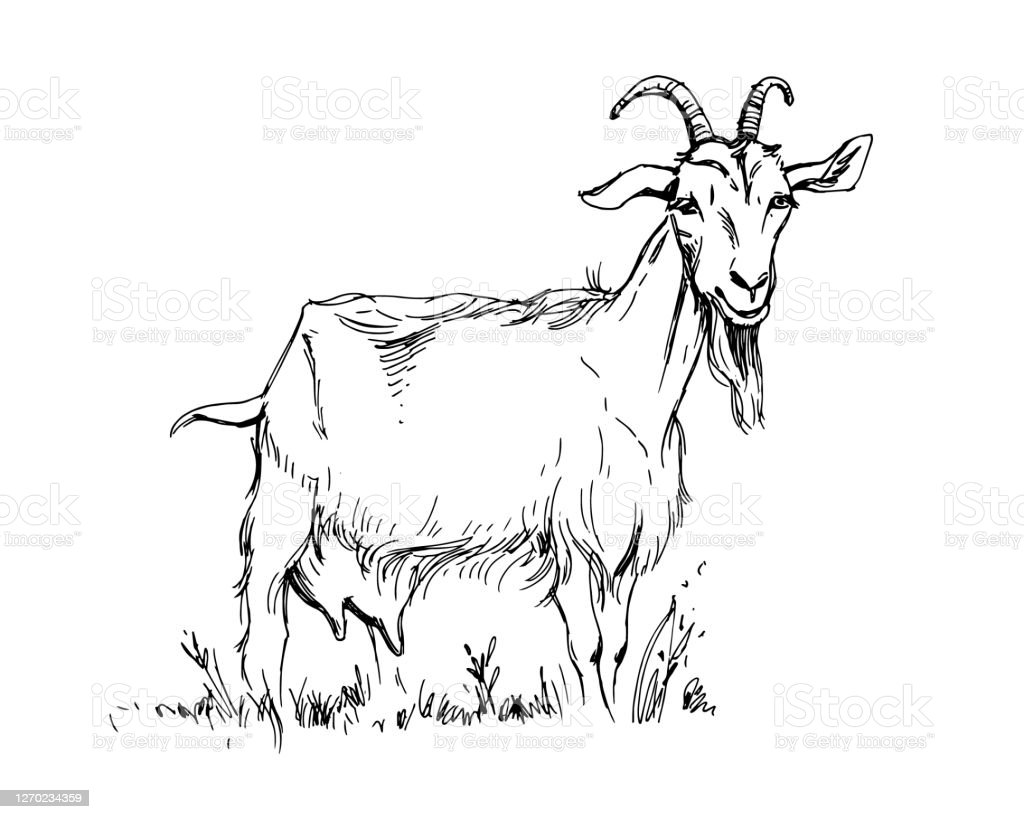 Gambar Kambing Hitam Putih - 55+ Koleksi Gambar Gambar Kambing Hitam Putih - 55+ Koleksi Gambar