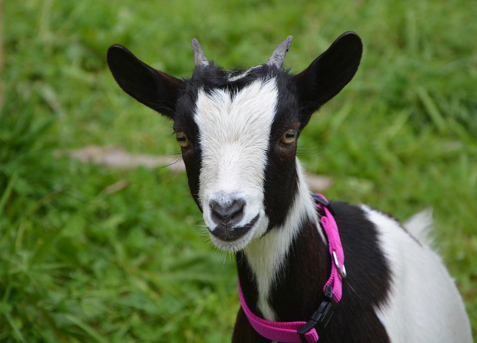 Gambar Kambing Hitam Putih - 55+ Koleksi Gambar Gambar Kambing Hitam Putih - 55+ Koleksi Gambar