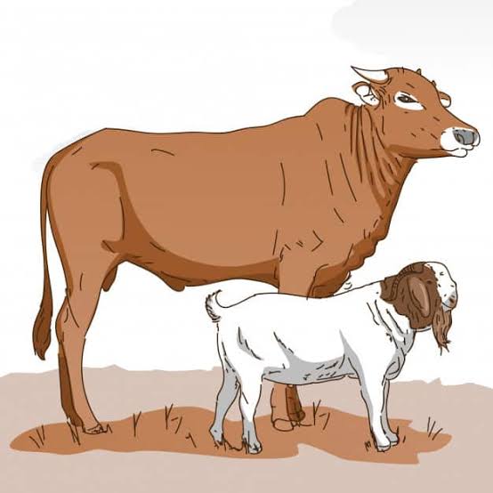 Detail Gambar Kartun Sapi Dan Kambing Koleksi Nomer 6 Detail Gambar Kartun Sapi Dan Kambing Koleksi Nomer 6