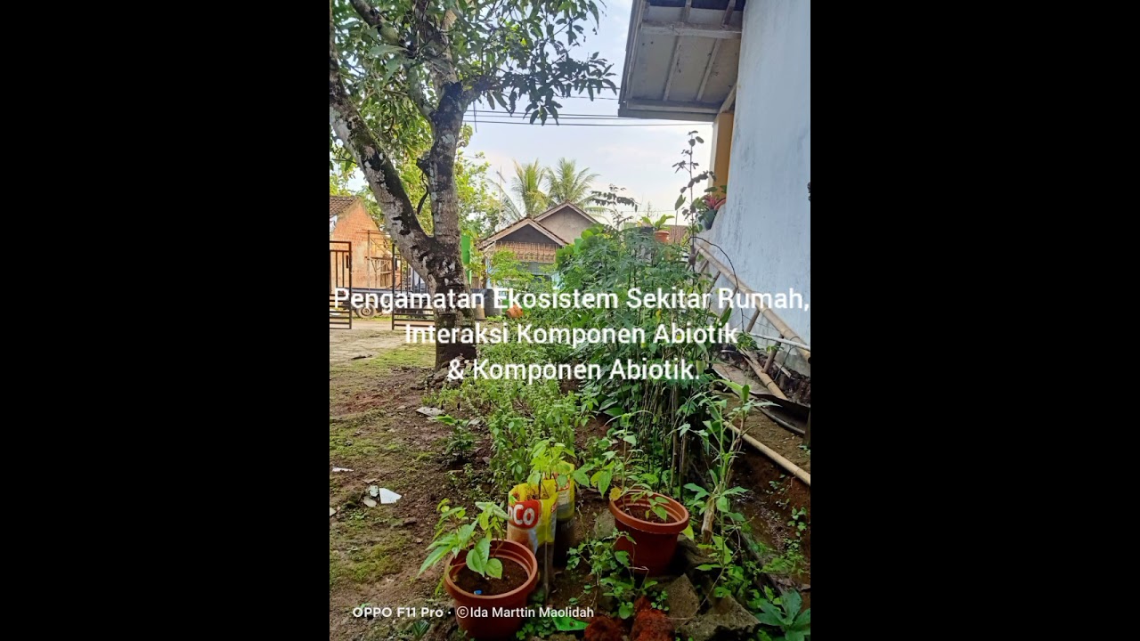 Detail Contoh Pengamatan Lingkungan Sekitar Rumah Koleksi Nomer 27 Detail Contoh Pengamatan Lingkungan Sekitar Rumah Koleksi Nomer 27