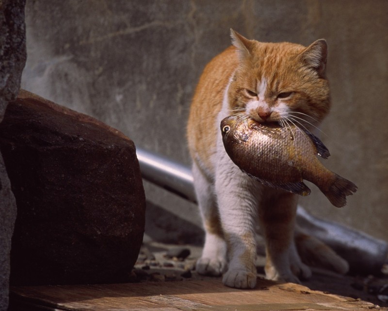 Gambar Kucing Lagi Makan Ikan - 53+ Koleksi Gambar Gambar Kucing Lagi Makan Ikan - 53+ Koleksi Gambar