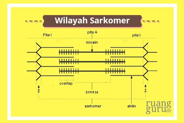 Detail Gambar Mekanisme Kerja Otot Kontraksi Dan Relaxasi Koleksi Nomer 13 Detail Gambar Mekanisme Kerja Otot Kontraksi Dan Relaxasi Koleksi Nomer 13