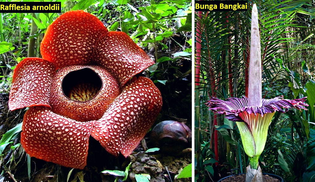 Detail Gambar Mewarnai Bunga Bangkai Koleksi Nomer 28 Detail Gambar Mewarnai Bunga Bangkai Koleksi Nomer 28