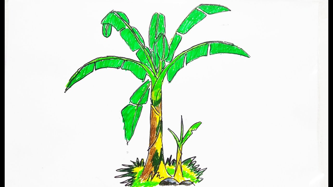 Detail Gambar Mewarnai Pohon Pisang Koleksi Nomer 12