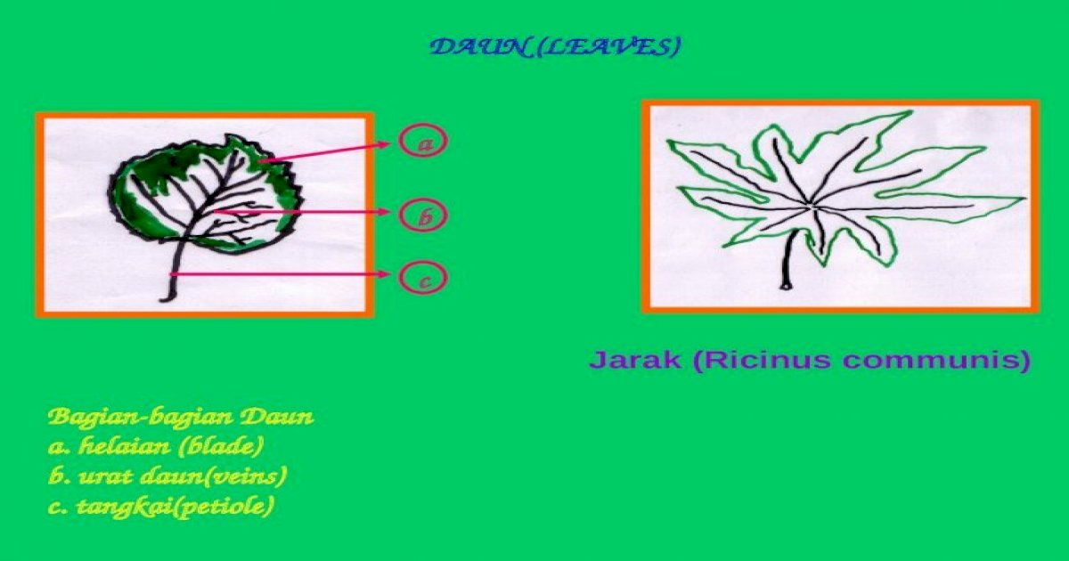 Detail Gambar Morfologi Daun Koleksi Nomer 21 - vrogue.co Detail Gambar Morfologi Daun Koleksi Nomer 21 - vrogue.co