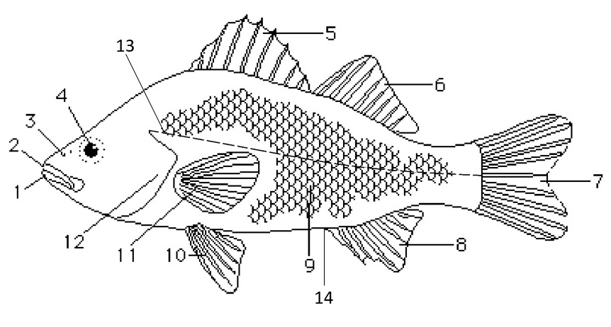 Detail Gambar Morfologi Ikan Nila Koleksi Nomer 13 Detail Gambar Morfologi Ikan Nila Koleksi Nomer 13