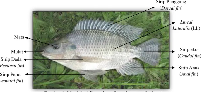 Detail Gambar Morfologi Ikan Nila Koleksi Nomer 20
