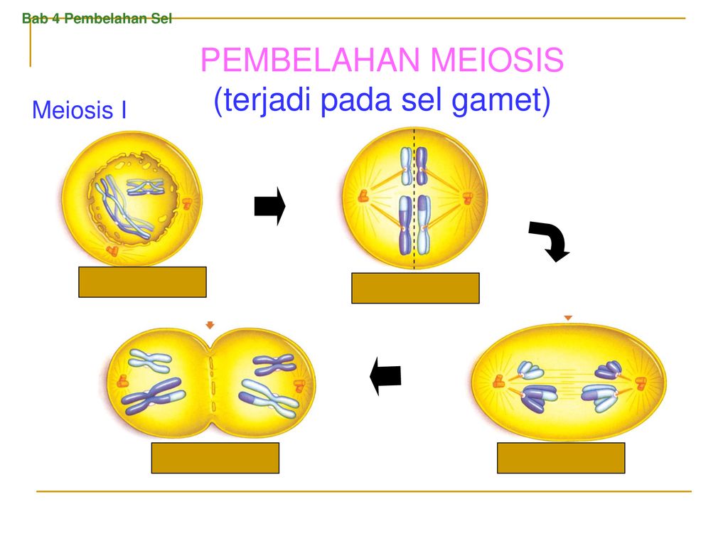 Detail Gambar Pembelahan Sel Meiosis Koleksi Nomer 54 Detail Gambar Pembelahan Sel Meiosis Koleksi Nomer 54