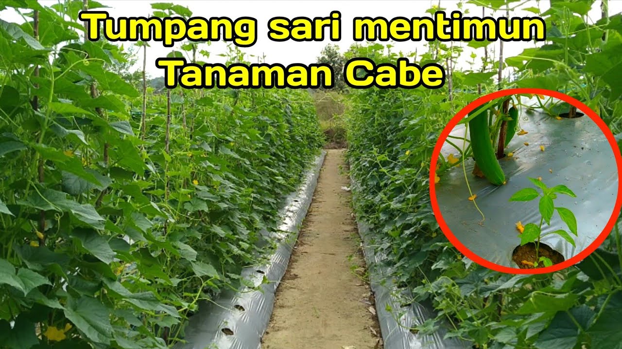 Detail Contoh Tanaman Tumpang Sari Koleksi Nomer 13 Detail Contoh Tanaman Tumpang Sari Koleksi Nomer 13