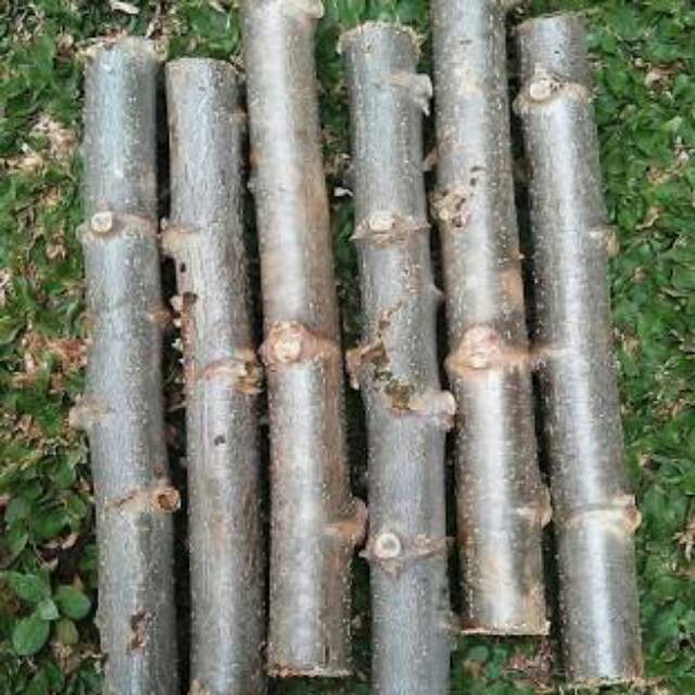Detail Contoh Tumbuhan Stek Batang Koleksi Nomer 58