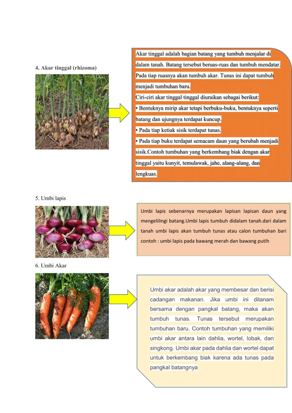 Detail Contoh Tumbuhan Yang Berkembang Biak Dengan Rhizoma Koleksi Nomer 51 Detail Contoh Tumbuhan Yang Berkembang Biak Dengan Rhizoma Koleksi Nomer 51