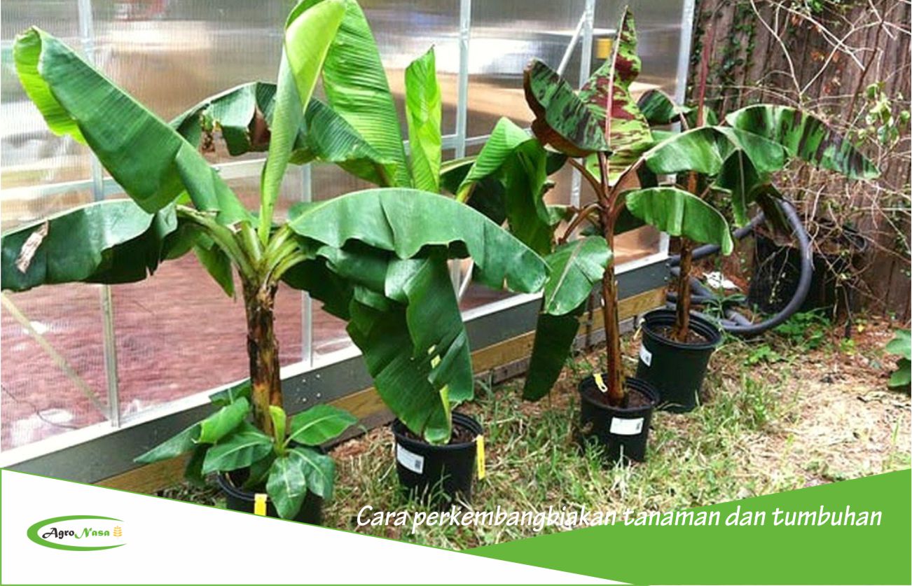Detail Contoh Tumbuhan Yang Berkembang Biak Dengan Tunas Koleksi Nomer 52 Detail Contoh Tumbuhan Yang Berkembang Biak Dengan Tunas Koleksi Nomer 52