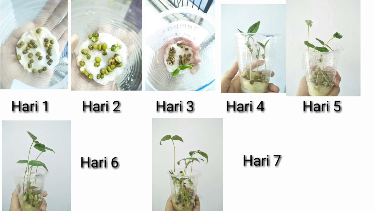 Detail Gambar Pertumbuhan Kacang Hijau Koleksi Nomer 2