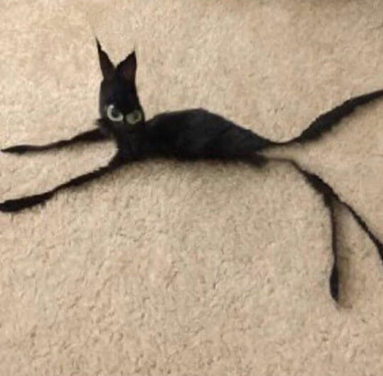 Detail Cursed Cat Meme Koleksi Nomer 6