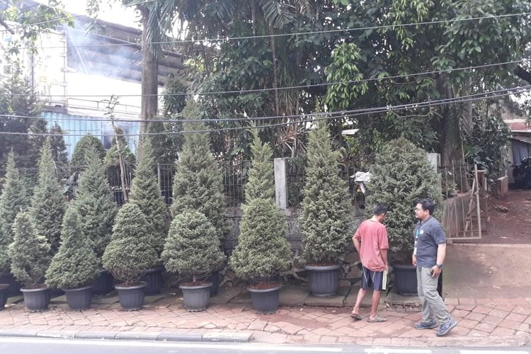 Gambar Pohon Cemara Asli - 57+ Koleksi Gambar Gambar Pohon Cemara Asli - 57+ Koleksi Gambar