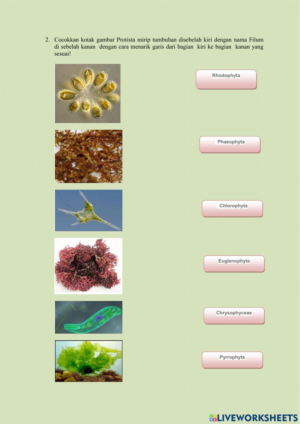 Detail Gambar Protista Mirip Tumbuhan Koleksi Nomer 45 Detail Gambar Protista Mirip Tumbuhan Koleksi Nomer 45