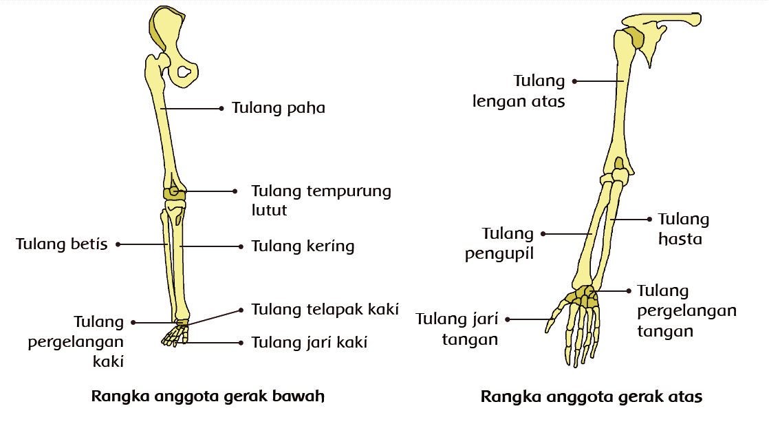 Detail Gambar Rangka Anggota Gerak Atas Koleksi Nomer 12 Detail Gambar Rangka Anggota Gerak Atas Koleksi Nomer 12
