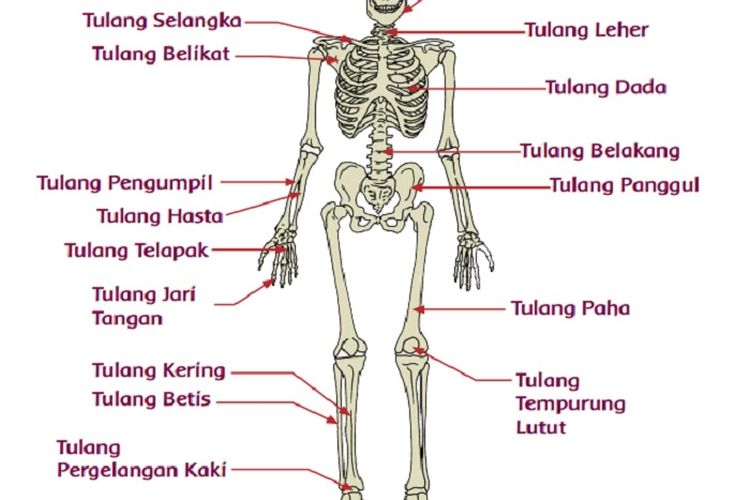 Detail Gambar Rangka Anggota Gerak Atas Koleksi Nomer 25 Detail Gambar Rangka Anggota Gerak Atas Koleksi Nomer 25