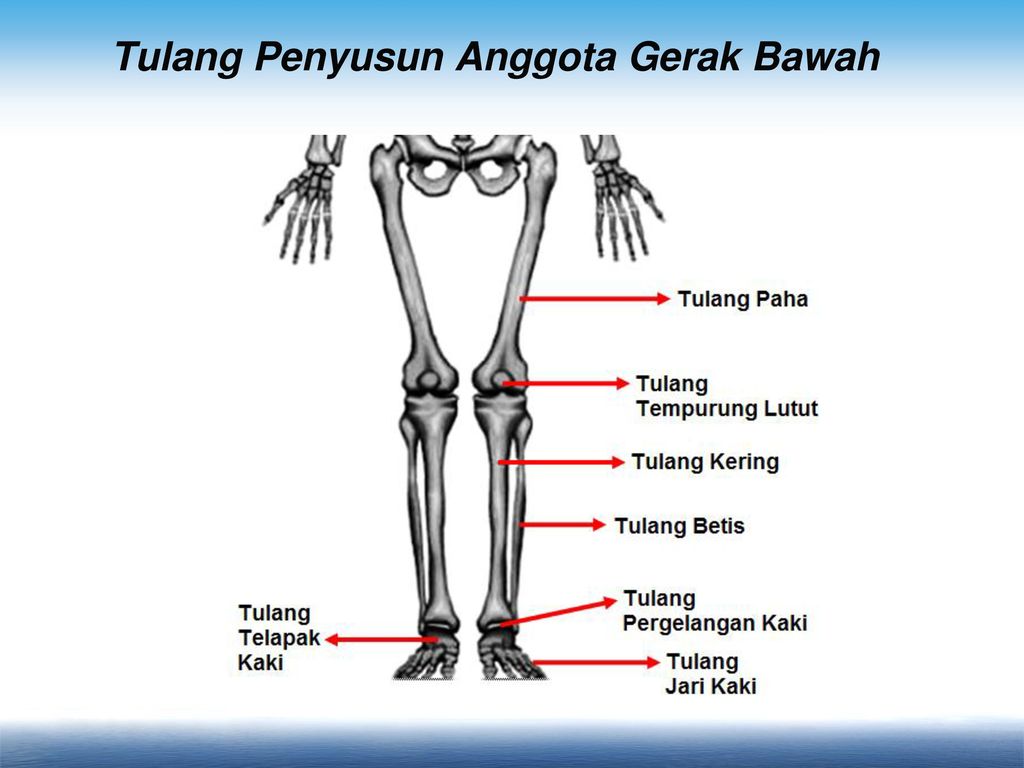 Detail Gambar Rangka Anggota Gerak Atas Koleksi Nomer 34 Detail Gambar Rangka Anggota Gerak Atas Koleksi Nomer 34