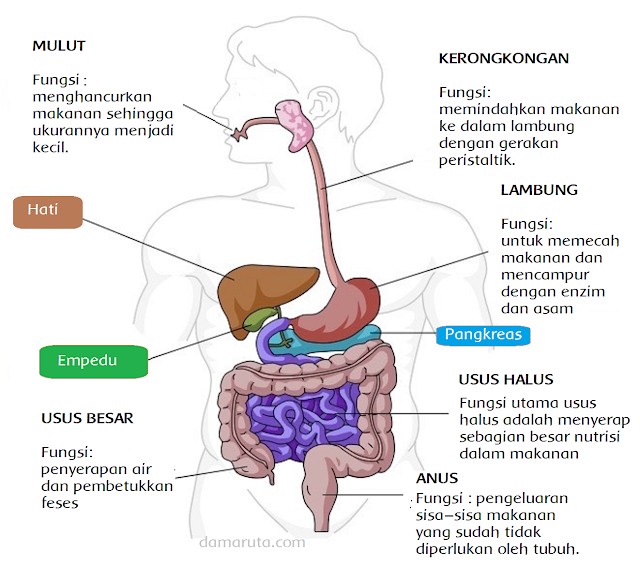 Detail Gambar Sistem Pencernaan Gambar Sistem Pencernaan Lengkap