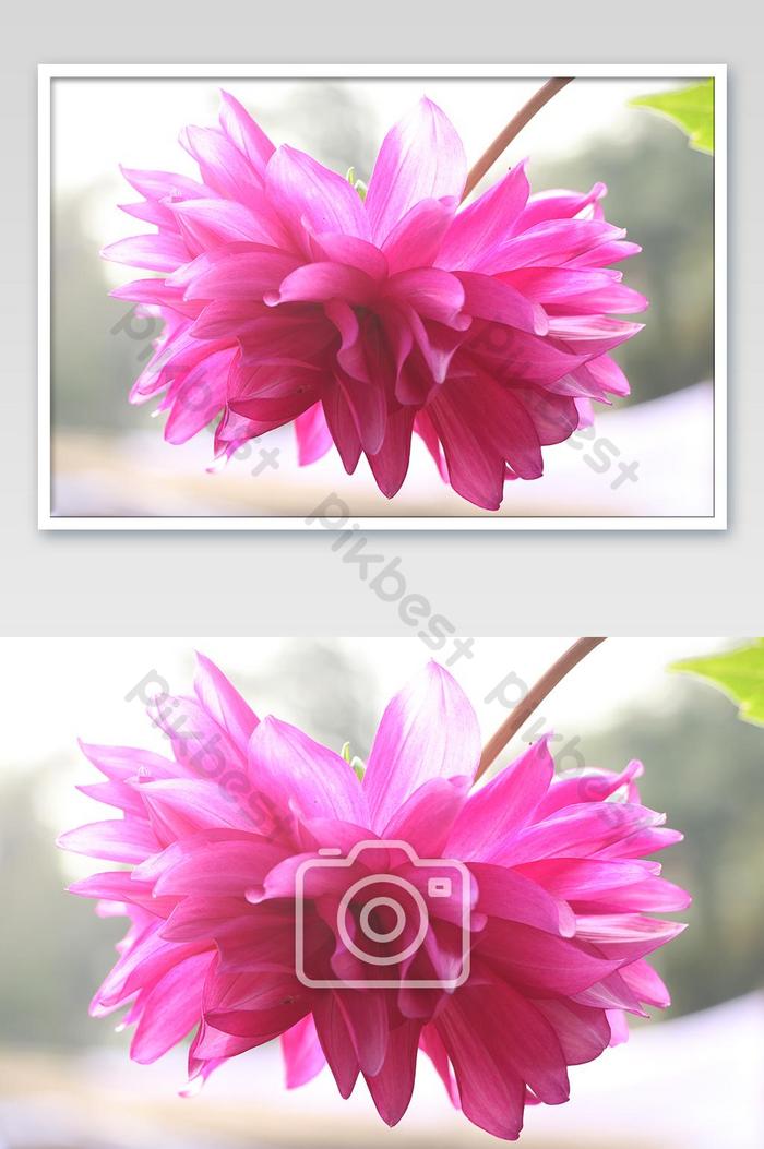Detail Gambar Sketsa Bunga Dahlia Koleksi Nomer 54