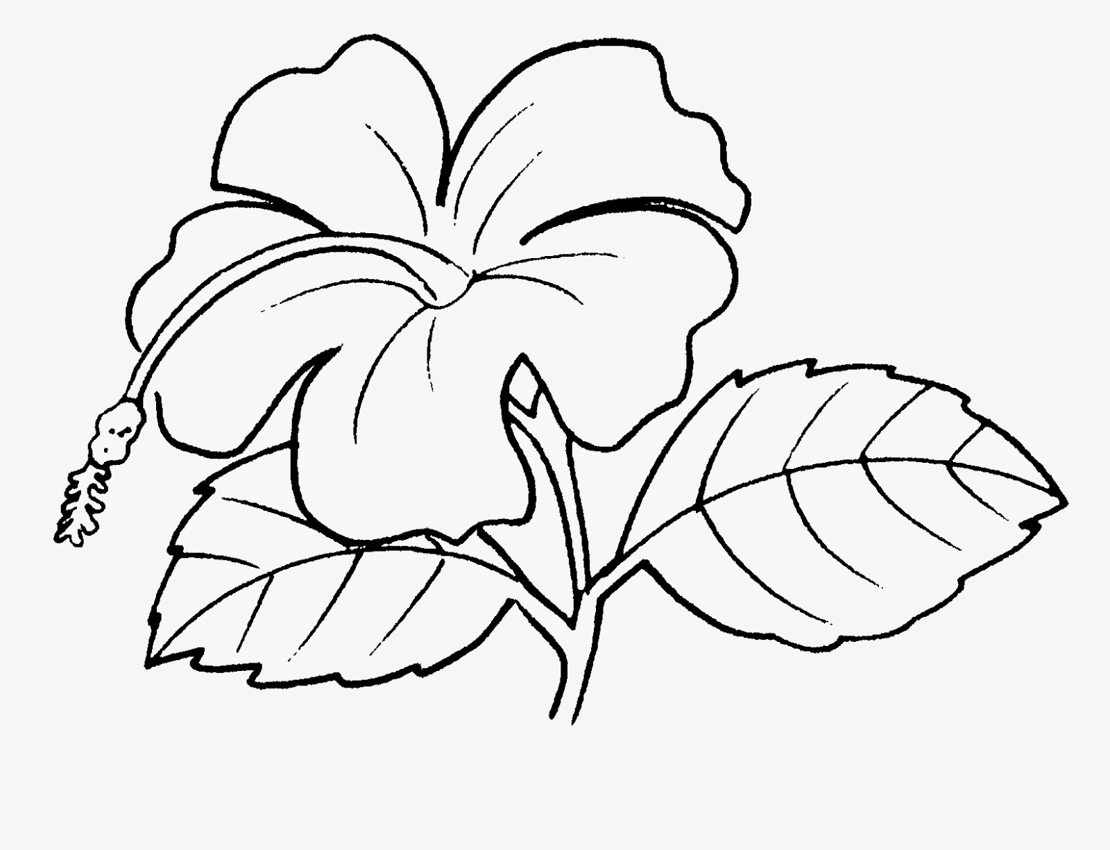 Detail Gambar Sketsa Bunga Raya Koleksi Nomer 4