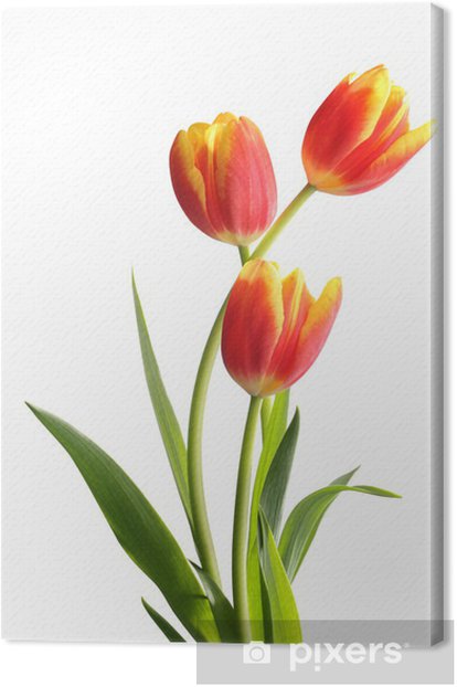 Detail Gambar Sketsa Bunga Tulip Berwarna Koleksi Nomer 46 Detail Gambar Sketsa Bunga Tulip Berwarna Koleksi Nomer 46