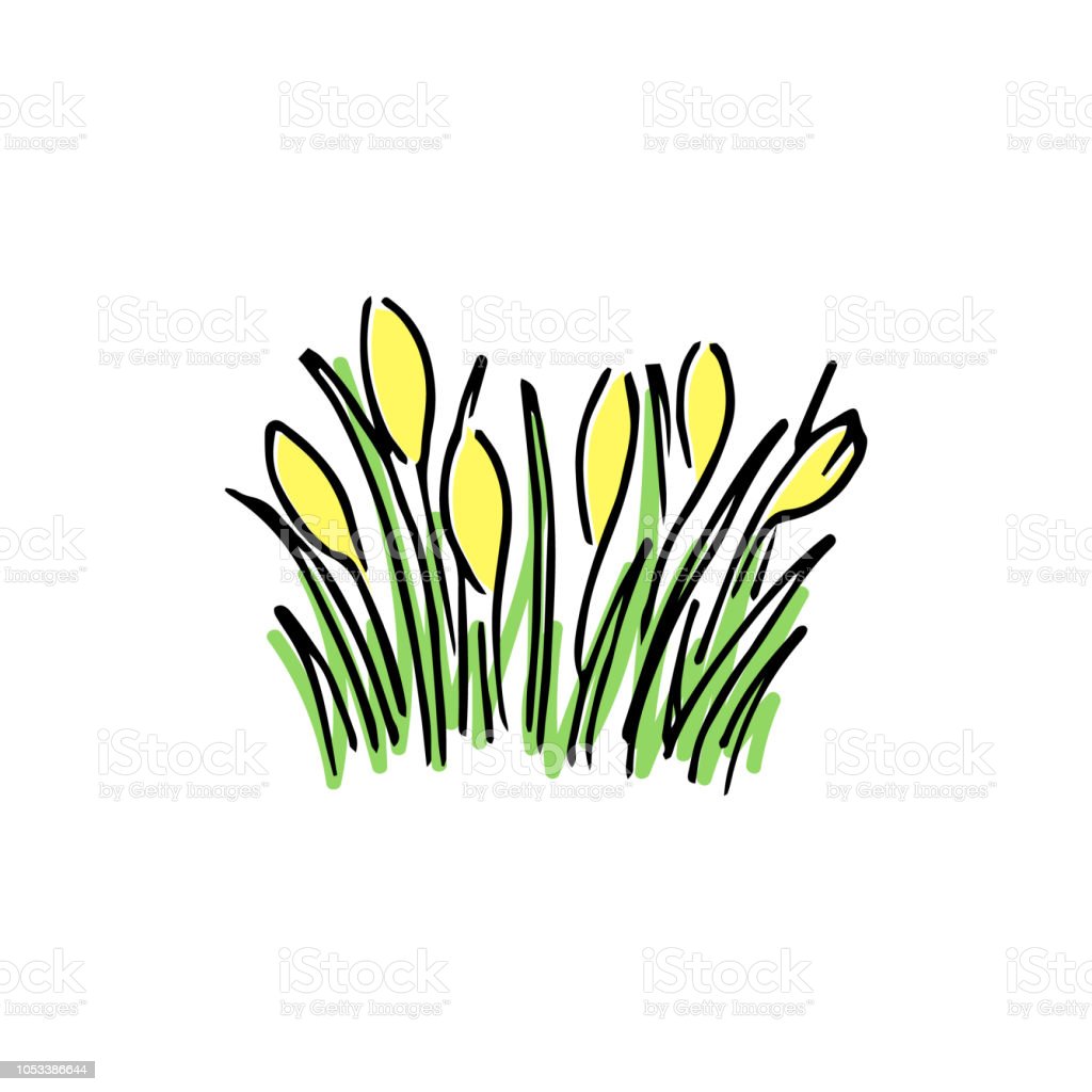 Detail Gambar Sketsa Bunga Tulip Berwarna Koleksi Nomer 58 Detail Gambar Sketsa Bunga Tulip Berwarna Koleksi Nomer 58