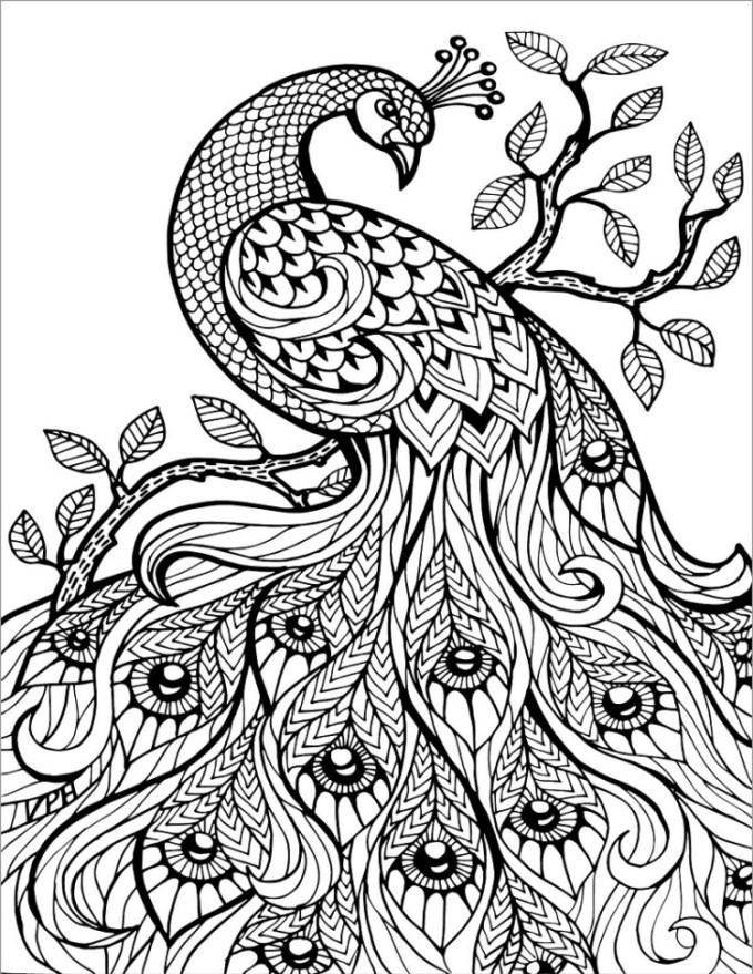 Detail Gambar Sketsa Burung Cendrawasih Dan Merak Koleksi Nomer 1