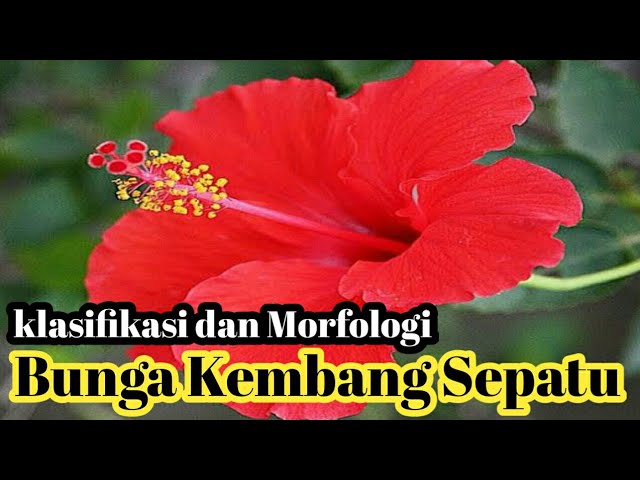 Gambar Struktur Bunga Sepatu - 56+ Koleksi Gambar Gambar Struktur Bunga Sepatu - 56+ Koleksi Gambar