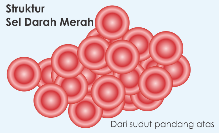 Detail Gambar Struktur Sel Darah Merah Koleksi Nomer 13 Detail Gambar Struktur Sel Darah Merah Koleksi Nomer 13