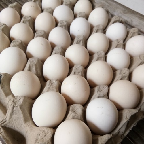 Gambar Telur Ayam Kampung - 57+ Koleksi Gambar Gambar Telur Ayam Kampung - 57+ Koleksi Gambar