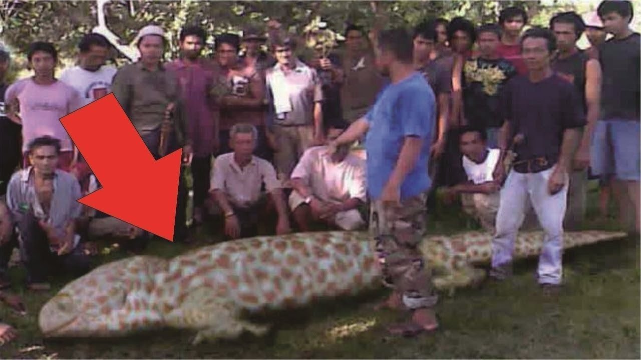 Gambar Tokek Paling Besar 53 Koleksi Gambar