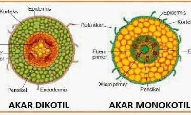 Detail Gambar Tumbuhan Monokotil Dan Dikotil Koleksi Nomer 49