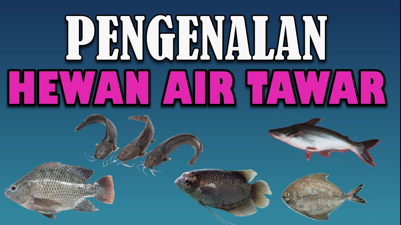 Detail Hewan Yang Hidup Di Air Tawar Koleksi Nomer 6 Detail Hewan Yang Hidup Di Air Tawar Koleksi Nomer 6