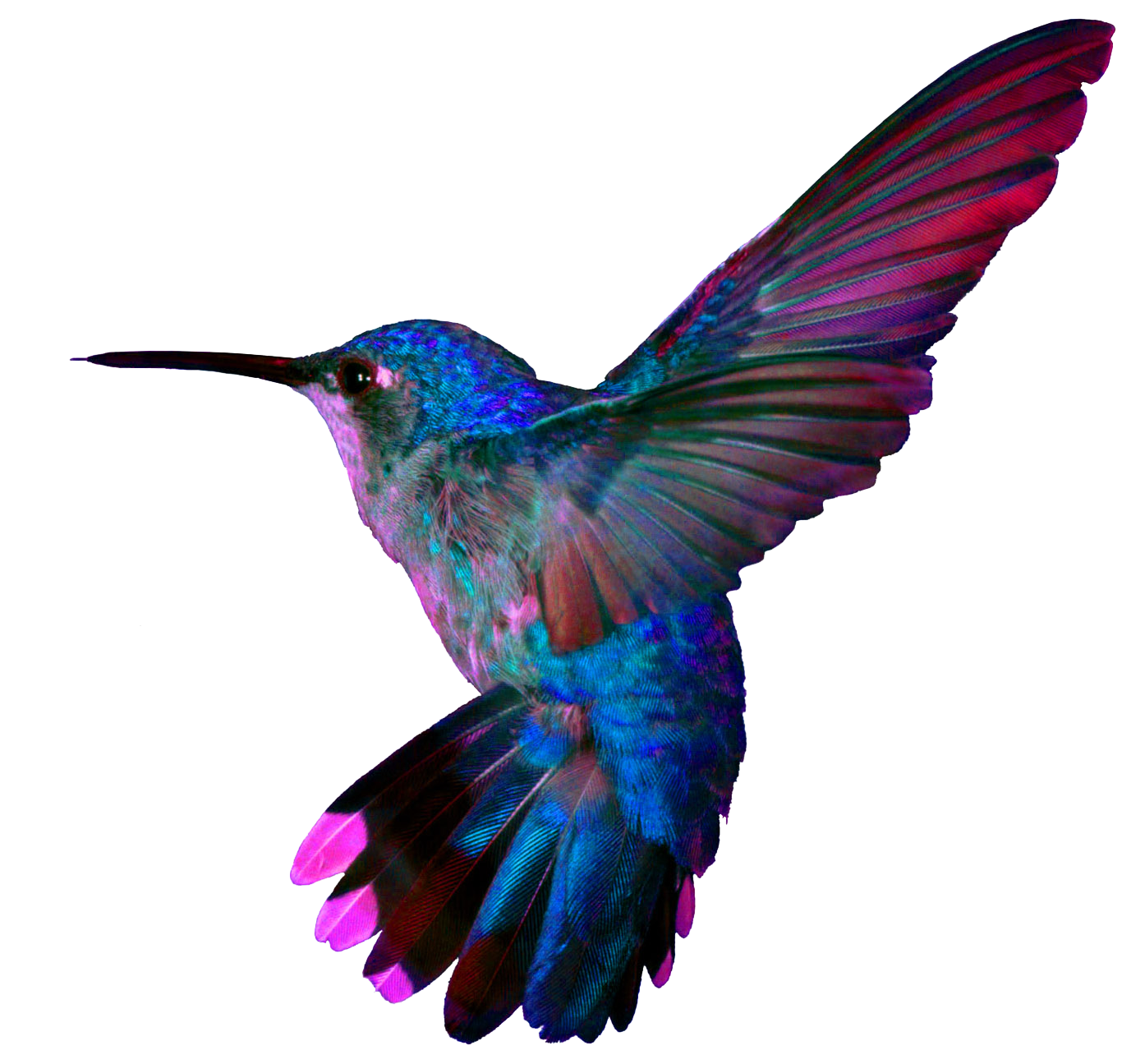 Humming Bird Png 54 Koleksi Gambar