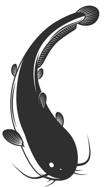 Detail Ikan Lele Vector Png Koleksi Nomer 42 Detail Ikan Lele Vector Png Koleksi Nomer 42