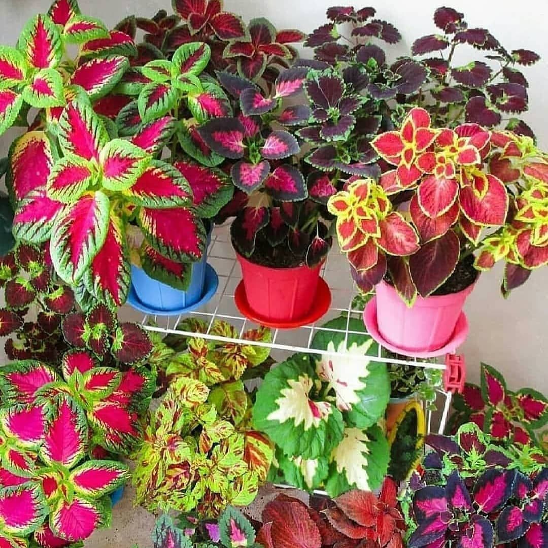 Detail Jenis Jenis Tanaman Hias Dan Gambarnya Koleksi Nomer 48 Detail Jenis Jenis Tanaman Hias Dan Gambarnya Koleksi Nomer 48