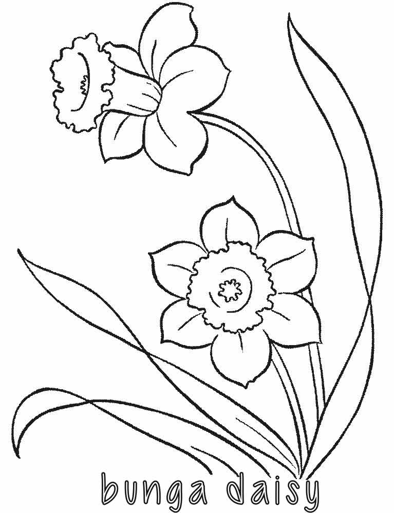 Detail Mewarnai Gambar Bunga Dahlia Koleksi Nomer 22