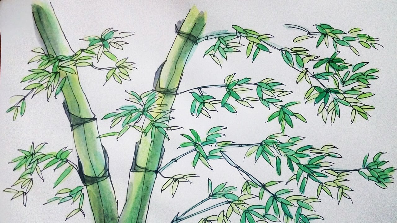 Detail Menggambar Pohon Bambu Koleksi Nomer 15 Detail Menggambar Pohon Bambu Koleksi Nomer 15