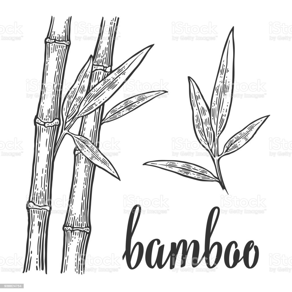Detail Menggambar Pohon Bambu Koleksi Nomer 50 Detail Menggambar Pohon Bambu Koleksi Nomer 50