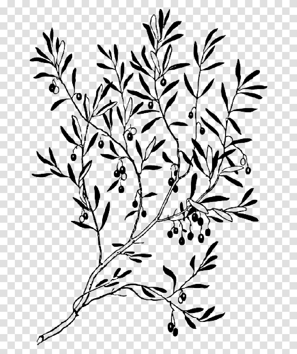 Olive Tree Transparent Background - 55+ Koleksi Gambar