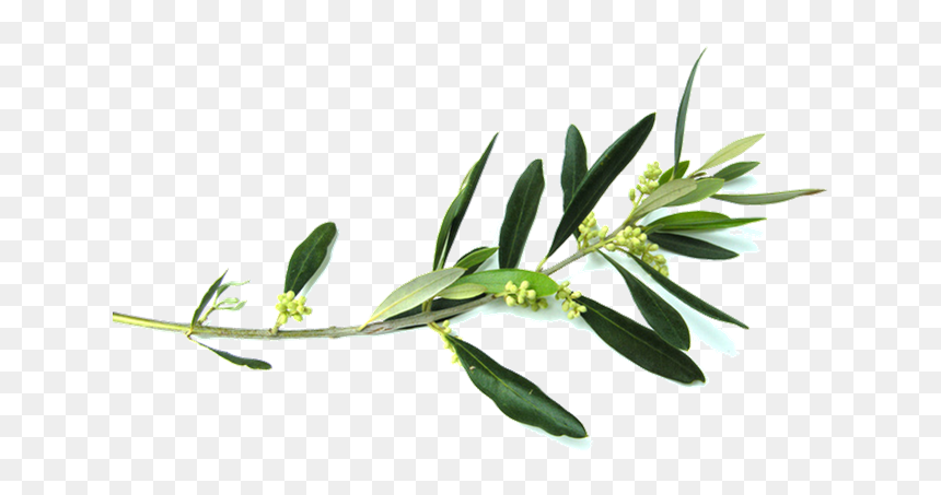 Olive Tree Transparent Background - 55+ Koleksi Gambar